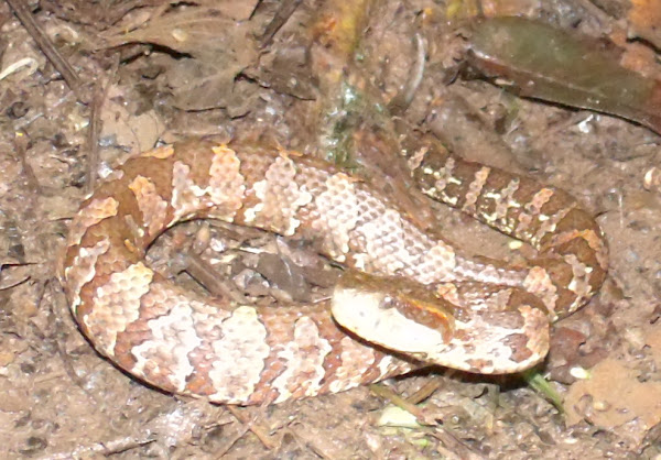 Mexican Jumping Viper | Project Noah