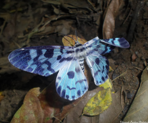 Blue day moth | Project Noah