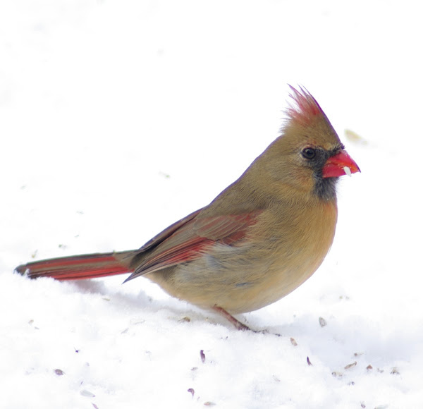 Northern Cardinal | Project Noah