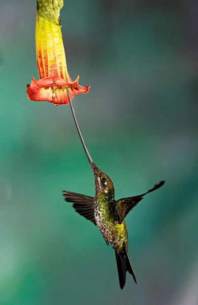 swordbill hummingbird | Project Noah