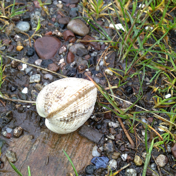 Common Cockle | Project Noah