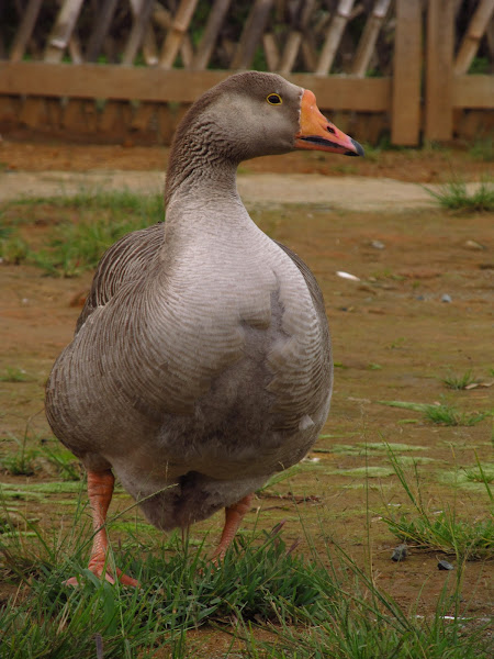 Gansa | Project Noah