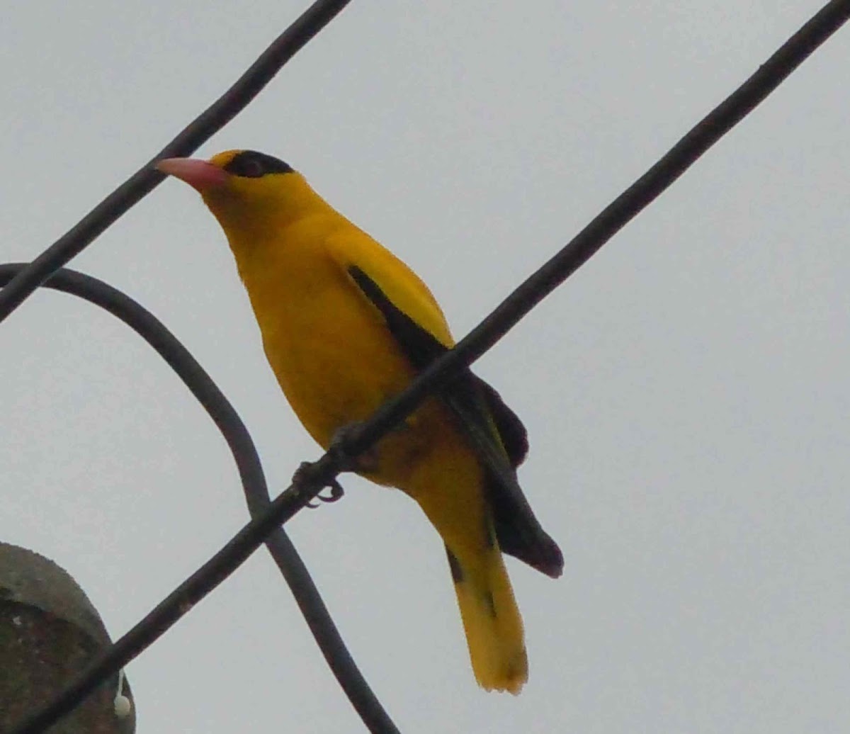 Black-naped Oriole | Project Noah
