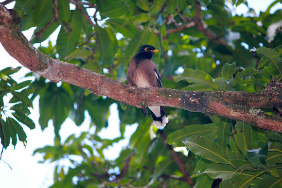 Indian myna | Project Noah