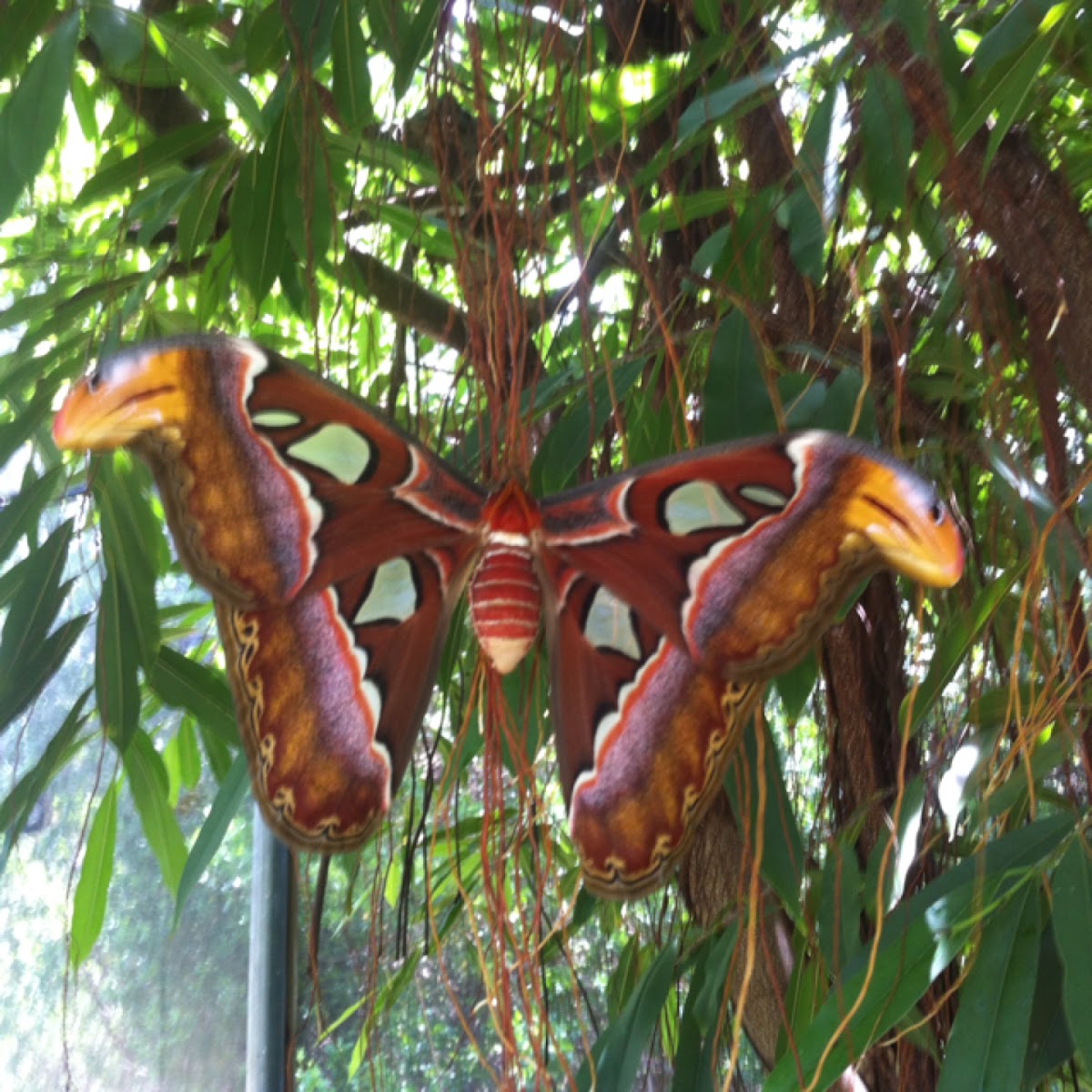 Atlas moth | Project Noah