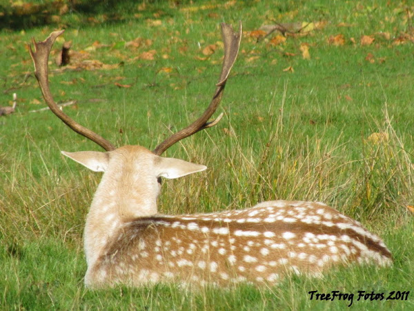 Fallow deer (male) | Project Noah