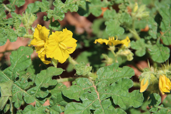 Buffalo Bur | Project Noah