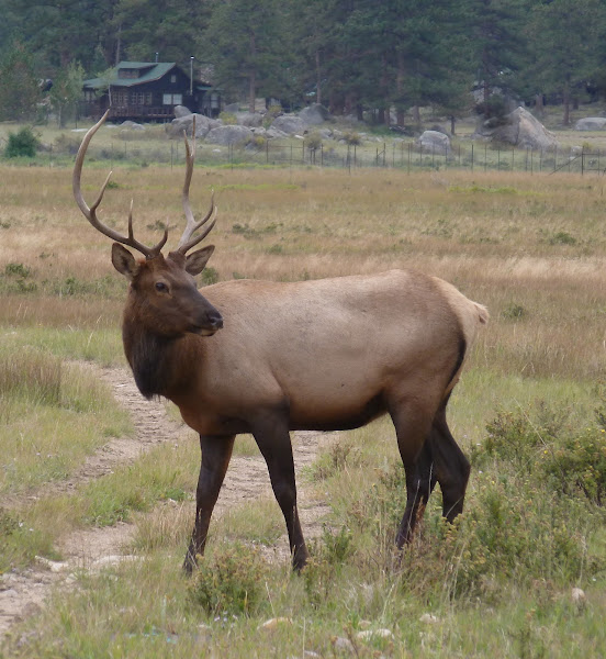 Elk (mature male) | Project Noah
