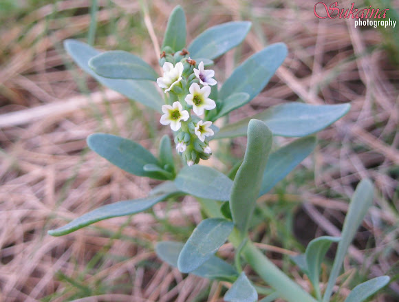 Seaside Heliotrope or Quail Plant | Project Noah