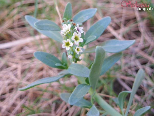 Seaside Heliotrope or Quail Plant | Project Noah