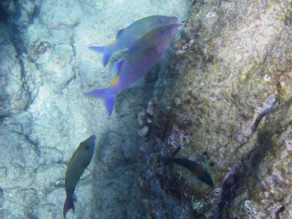 Blue Goatfish (moana ukali ulua) | Project Noah