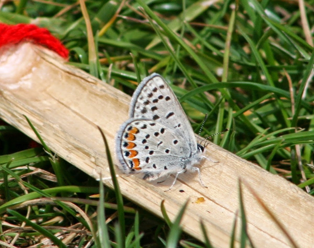 Acmon Blue | Project Noah