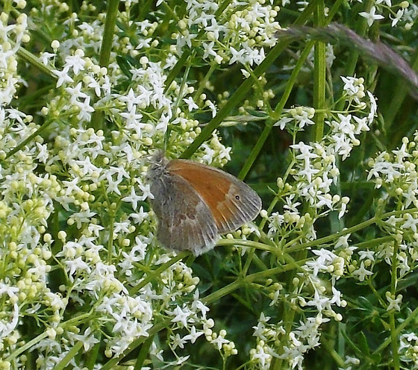 Common Ringlet | Project Noah