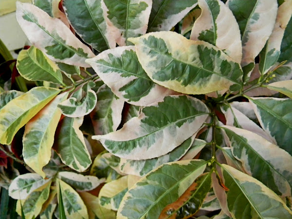 Chinese croton, blindness tree, buta buta, picara | Project Noah