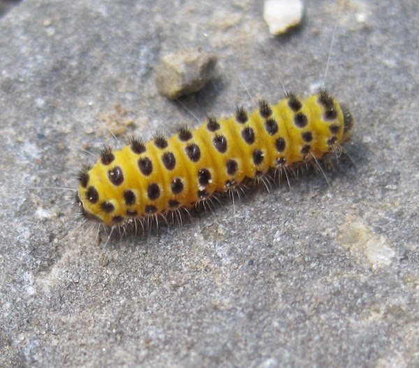 Grapeleaf Skeletonizer | Project Noah