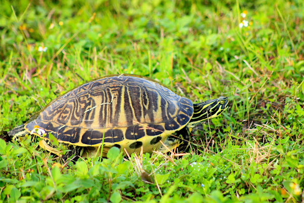 Peninsula Cooter Turtle | Project Noah