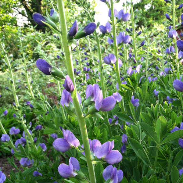 Blue false indigo | Project Noah