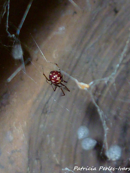 Triangulate cobweb spider | Project Noah