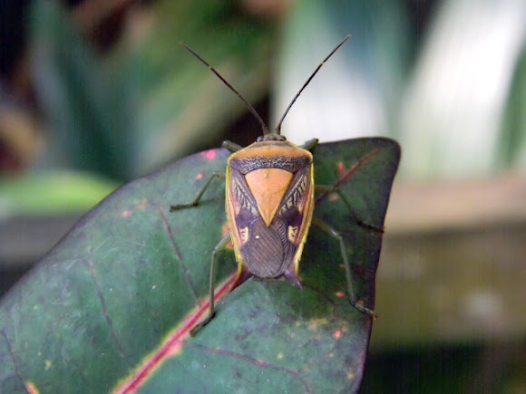 giant shield bug | Project Noah