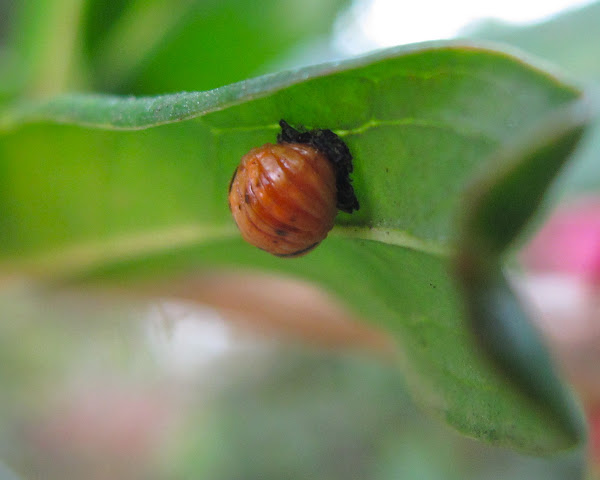 Multicolored Asian Lady Beetle Pupa | Project Noah