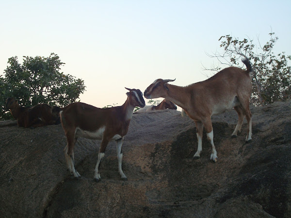 Anglo-Nubian Goat | Project Noah