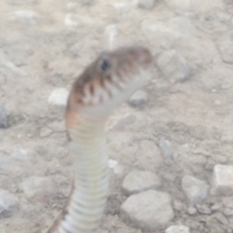 Blotched water snake | Project Noah
