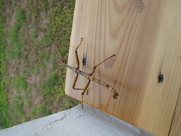 Walking Stick | Project Noah