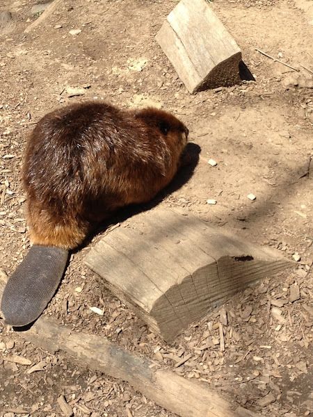 beaver | Project Noah