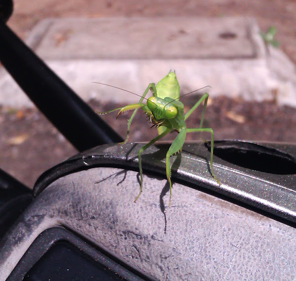 Mantis | Project Noah