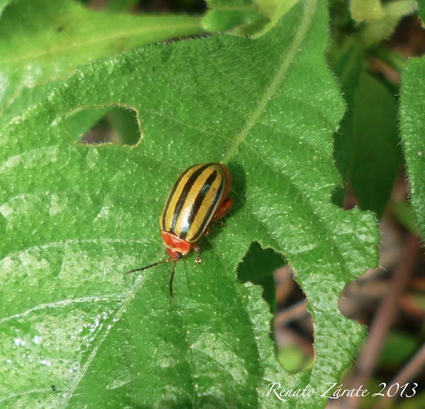 Leaf Beetle | Project Noah