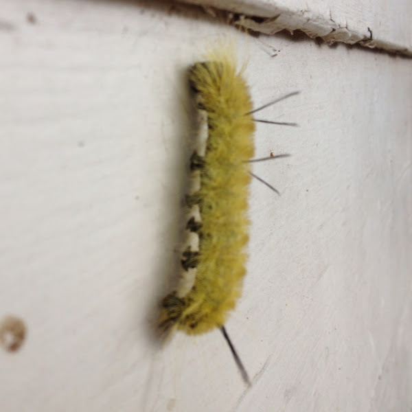American Dagger Moth caterpillar | Project Noah
