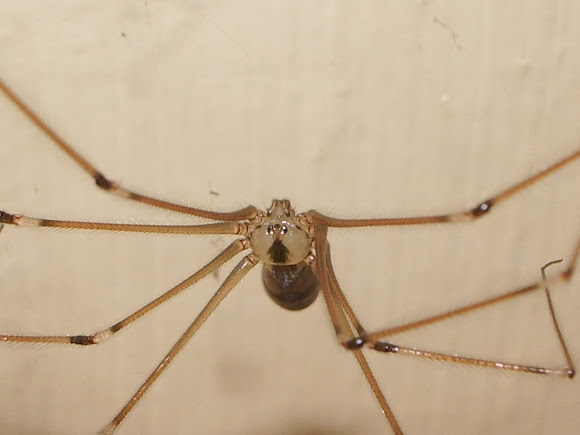 Cellar Spider(Daddy Long Legs) | Project Noah