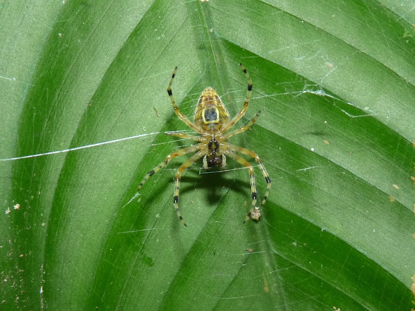 Spider | Project Noah