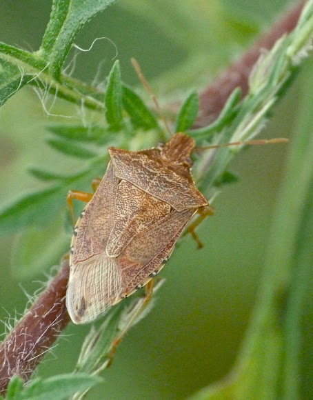 Predatory stink bug | Project Noah