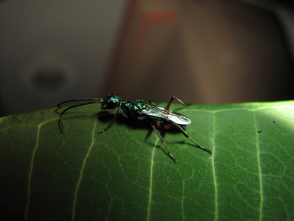 Emerald Cockroach Wasp or Jewel Wasp | Project Noah