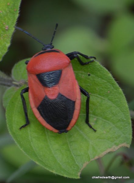 Cucurbit Stink Bug, Red Pumpkin Bug | Project Noah