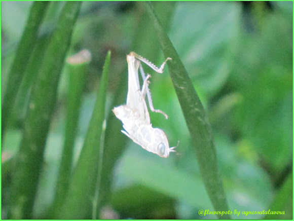 Exoskeleton Molting