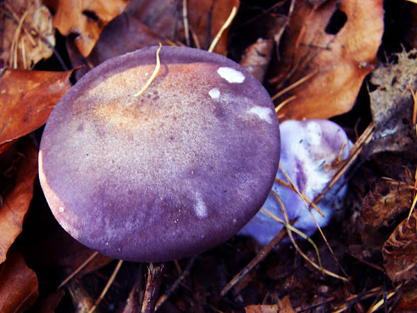 Wood blewit | Project Noah