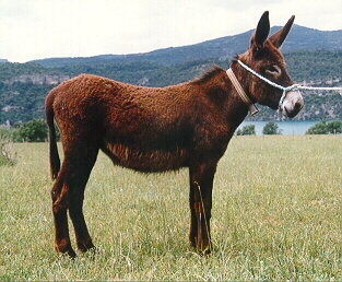 Burro català | Project Noah