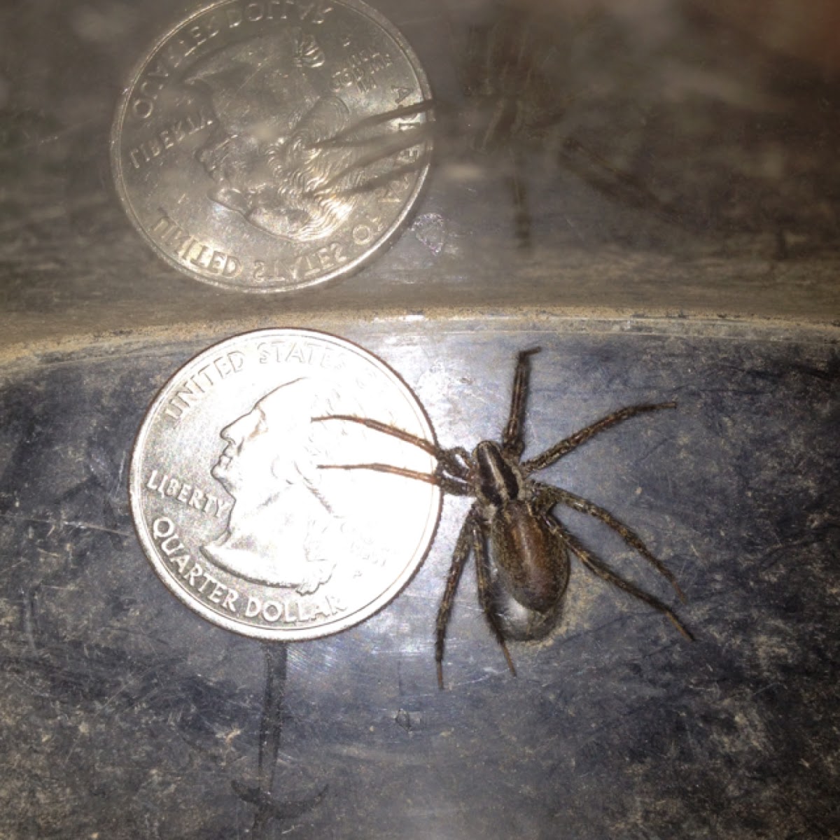 Wolf spider | Project Noah