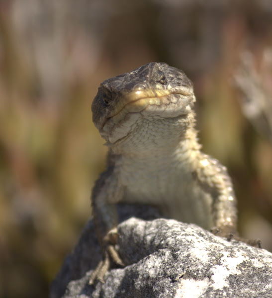 Cape Crag Lizard | Project Noah