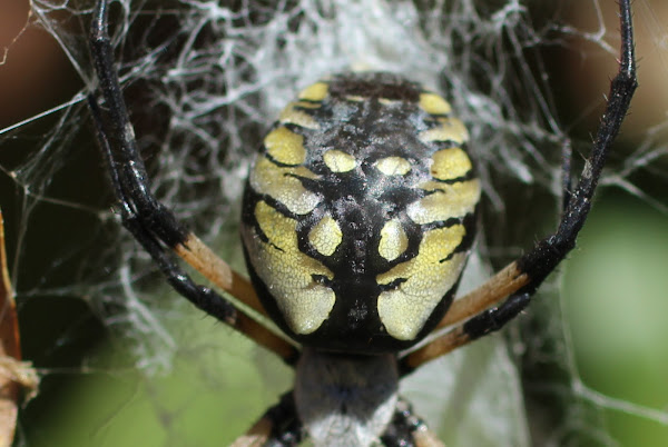 Garden Spider | Project Noah