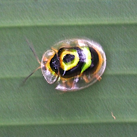 Ringed Tortoise Beetle / Golden Target Beetle | Project Noah