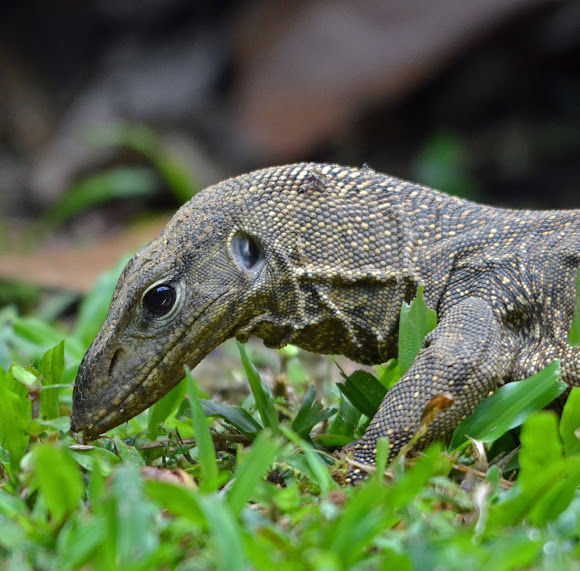 Clouded monitor | Project Noah