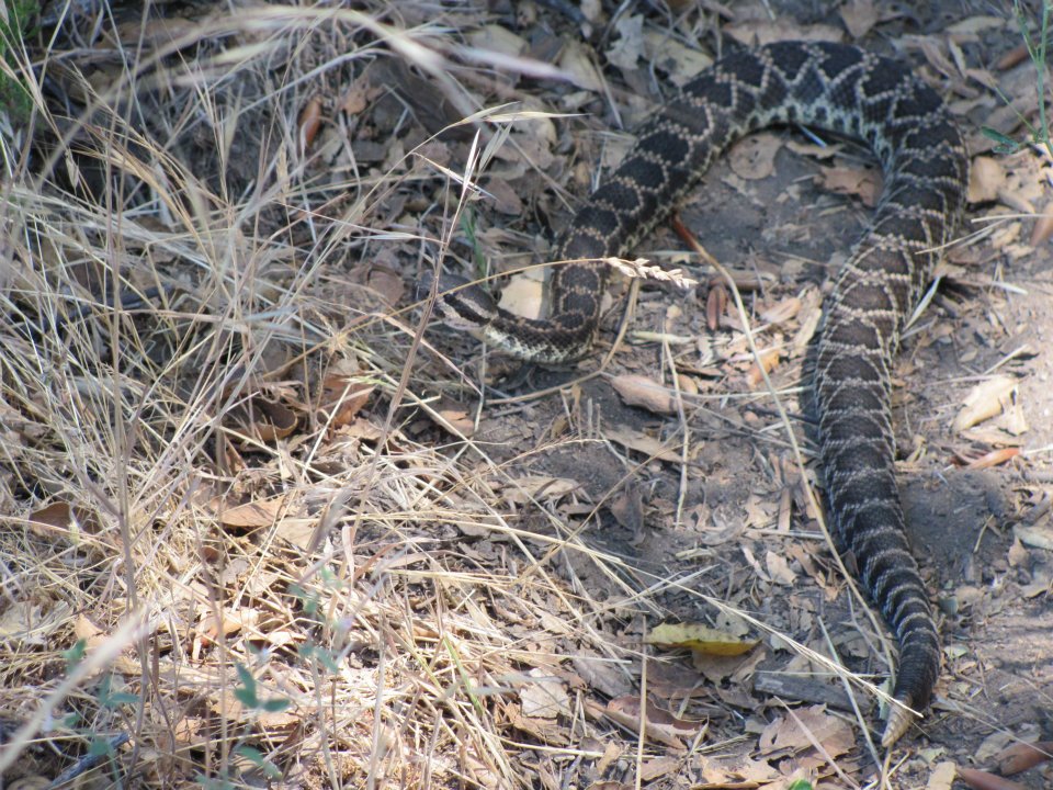 Southern Pacific Rattlesnake | Project Noah