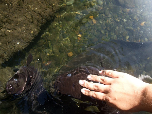 Tuna (New Zealand Longfin eel) | Project Noah