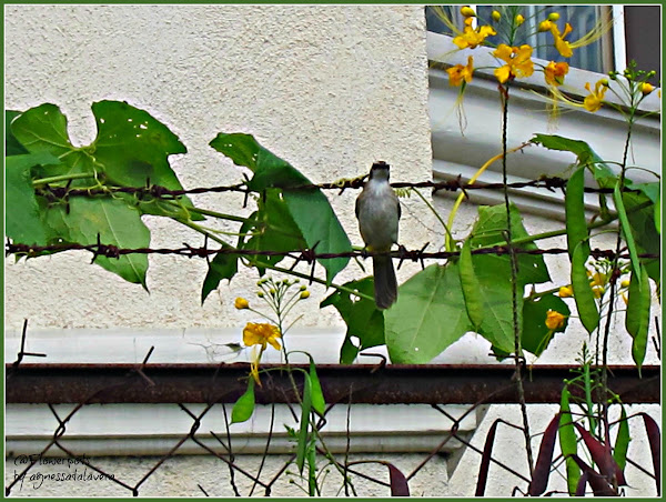 Yellow-vented Bulbul | Project Noah