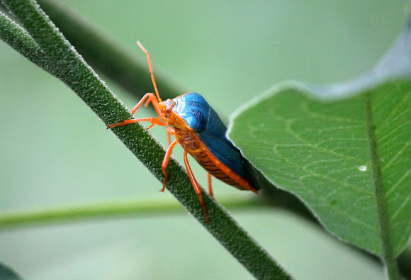 Turquoise Shield Bug | Project Noah