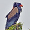 Bateleur | Project Noah