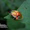 Asian Golden Tortoise Beetle | Project Noah